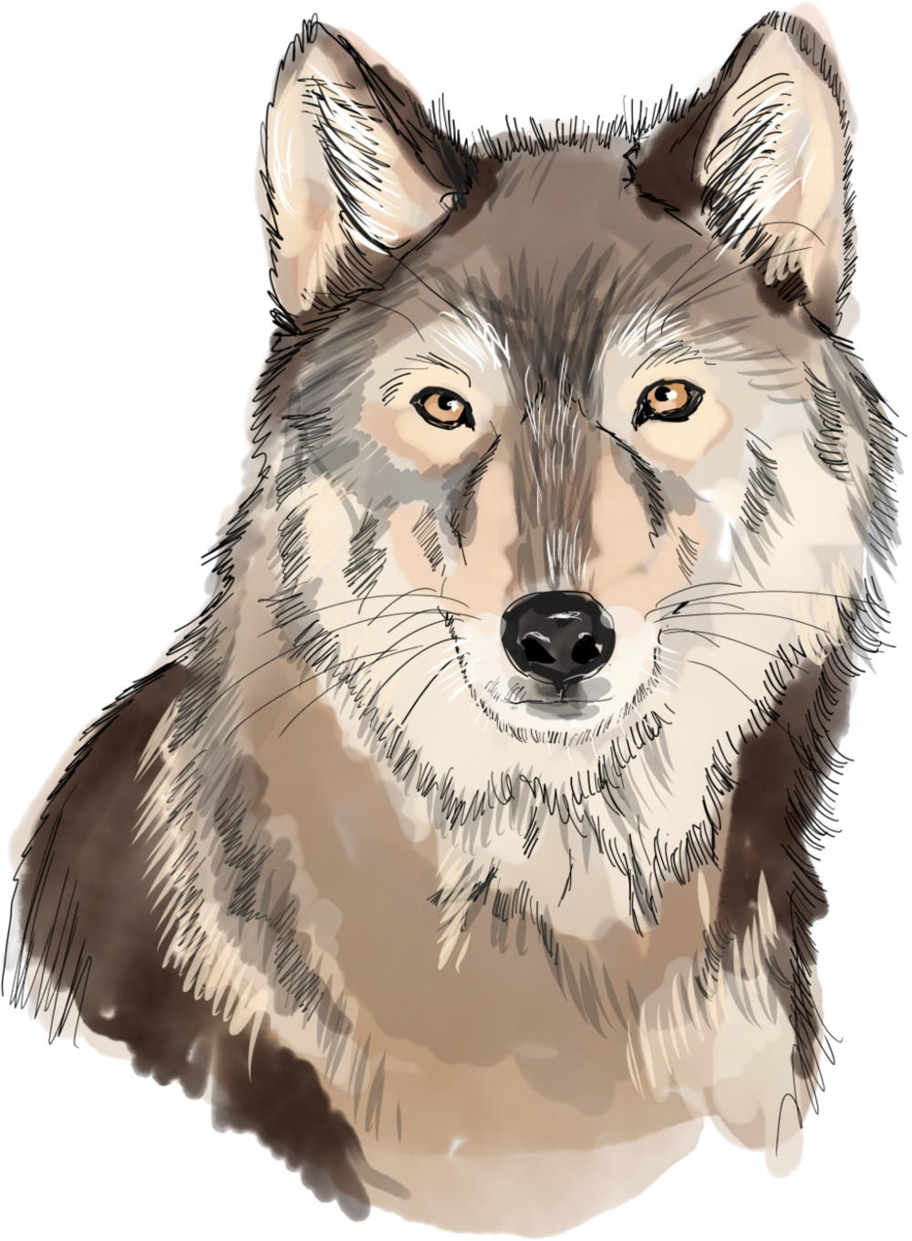 Wolf-Mythen im Faktencheck - Landwirtschaft verstehen