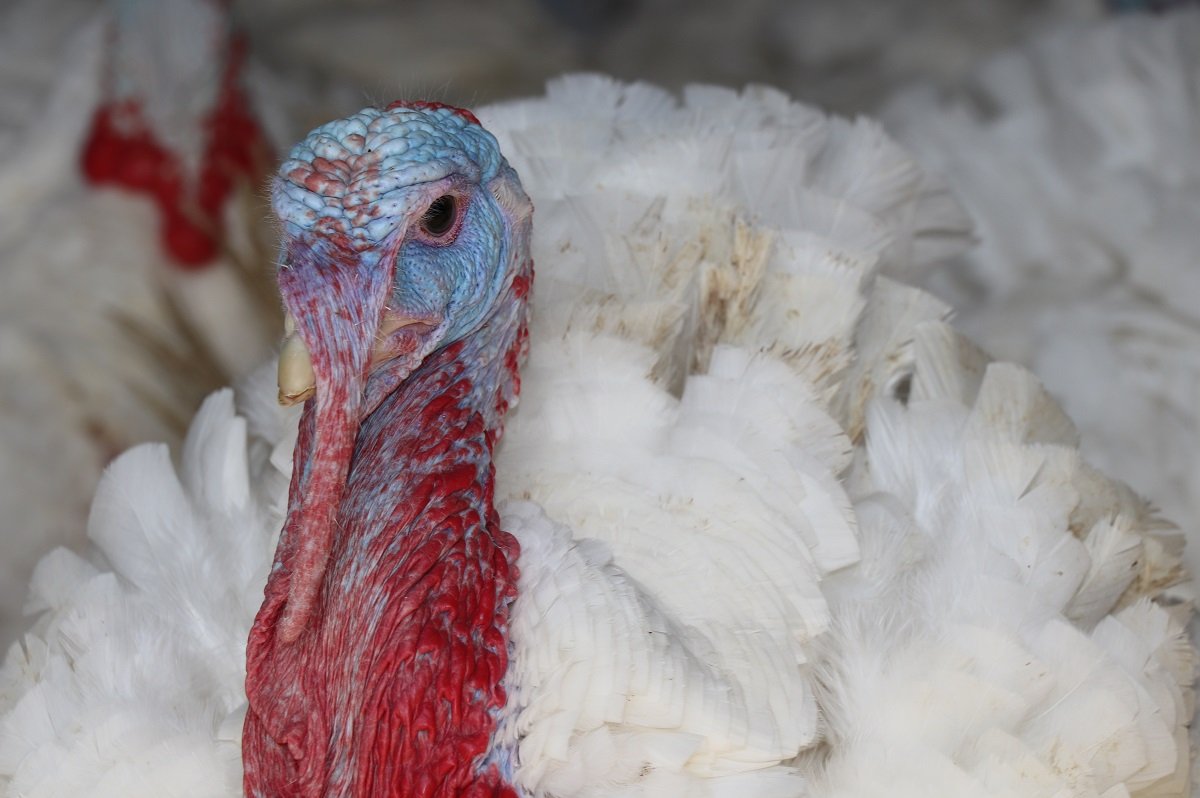 Putenhaltung in Niederösterreich - Landwirtschaft verstehen