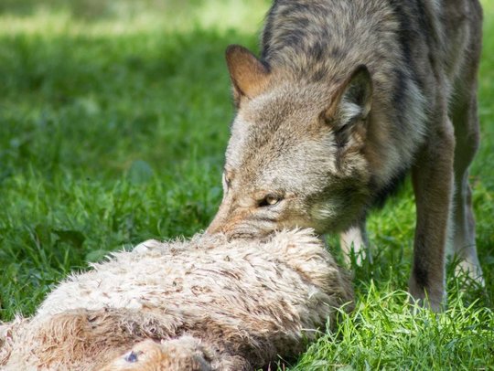 Wolf-Mythen im Faktencheck - Landwirtschaft verstehen