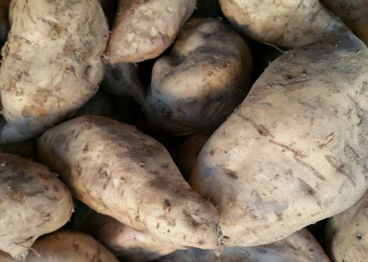 Zuckerrübe - Landwirtschaft verstehen