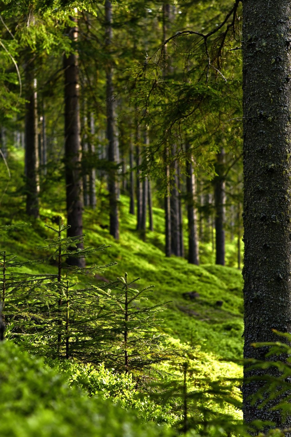 Weg des Holzes - Wald in Österreich - Landwirtschaft verstehen