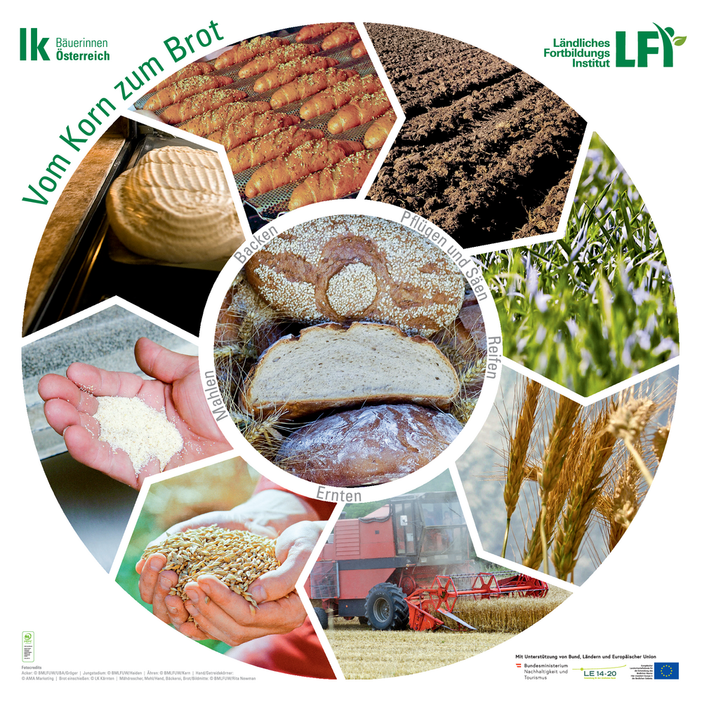 Plakat Vom Korn zum Brot - Landwirtschaft verstehen