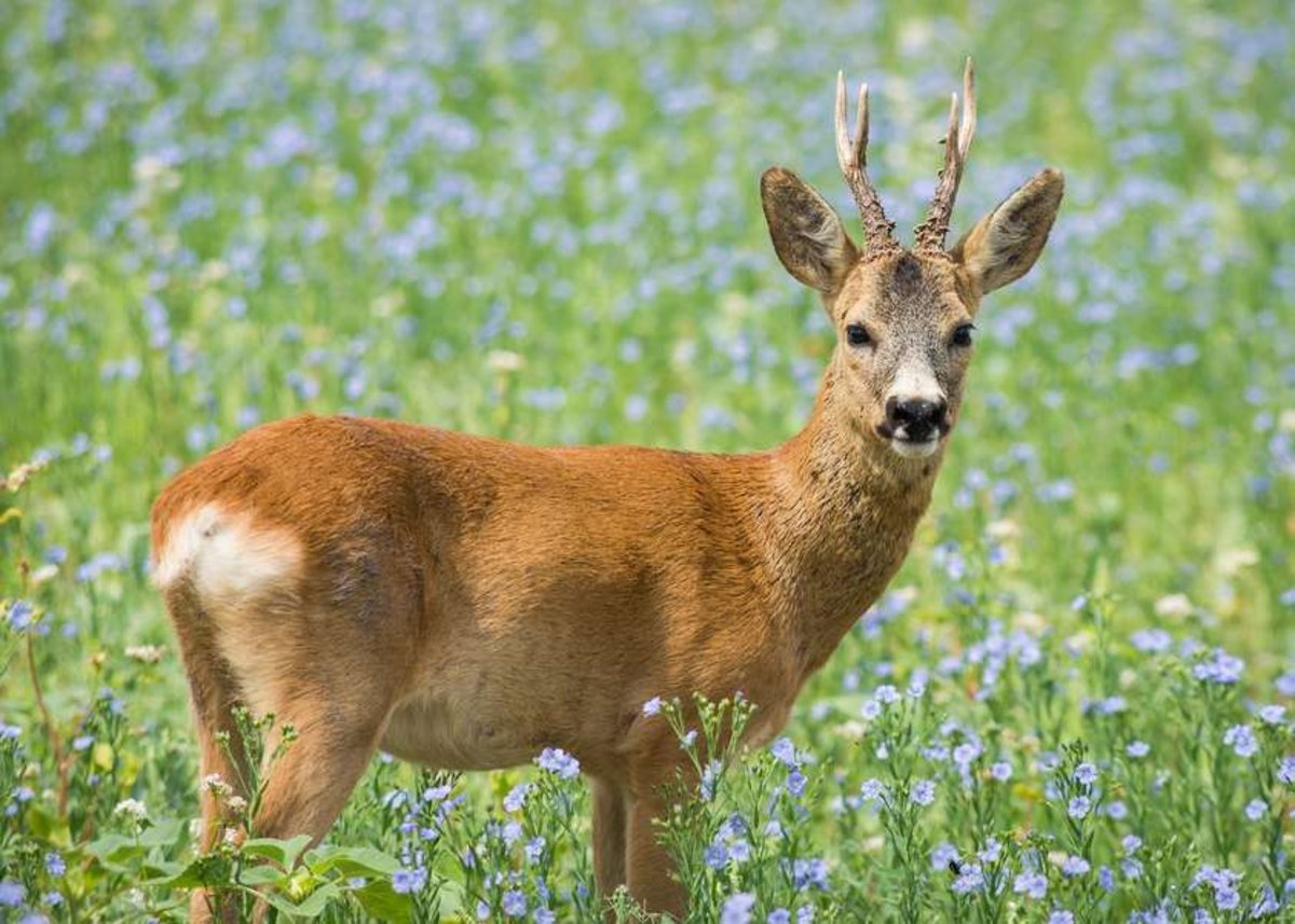 Reh - Landwirtschaft verstehen