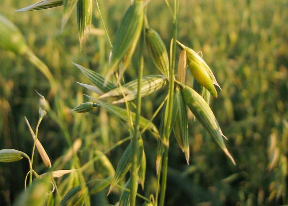 Hafer - Landwirtschaft verstehen