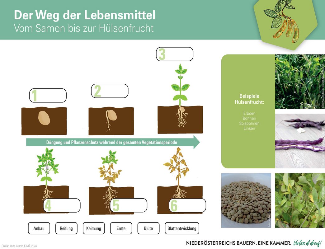 Arbeitsblatt - Vom Samen bis zur Hülsenfrucht - Landwirtschaft verstehen