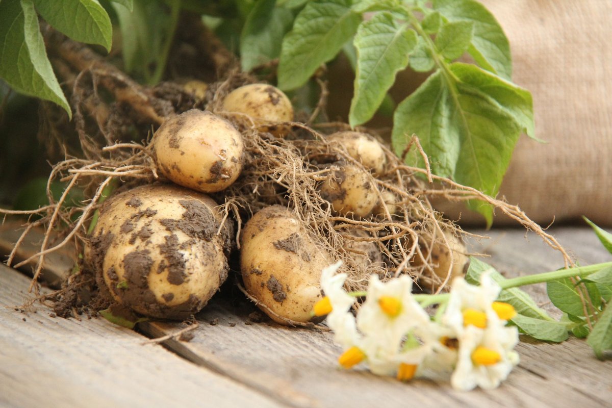 Erdäpfel - Landwirtschaft verstehen