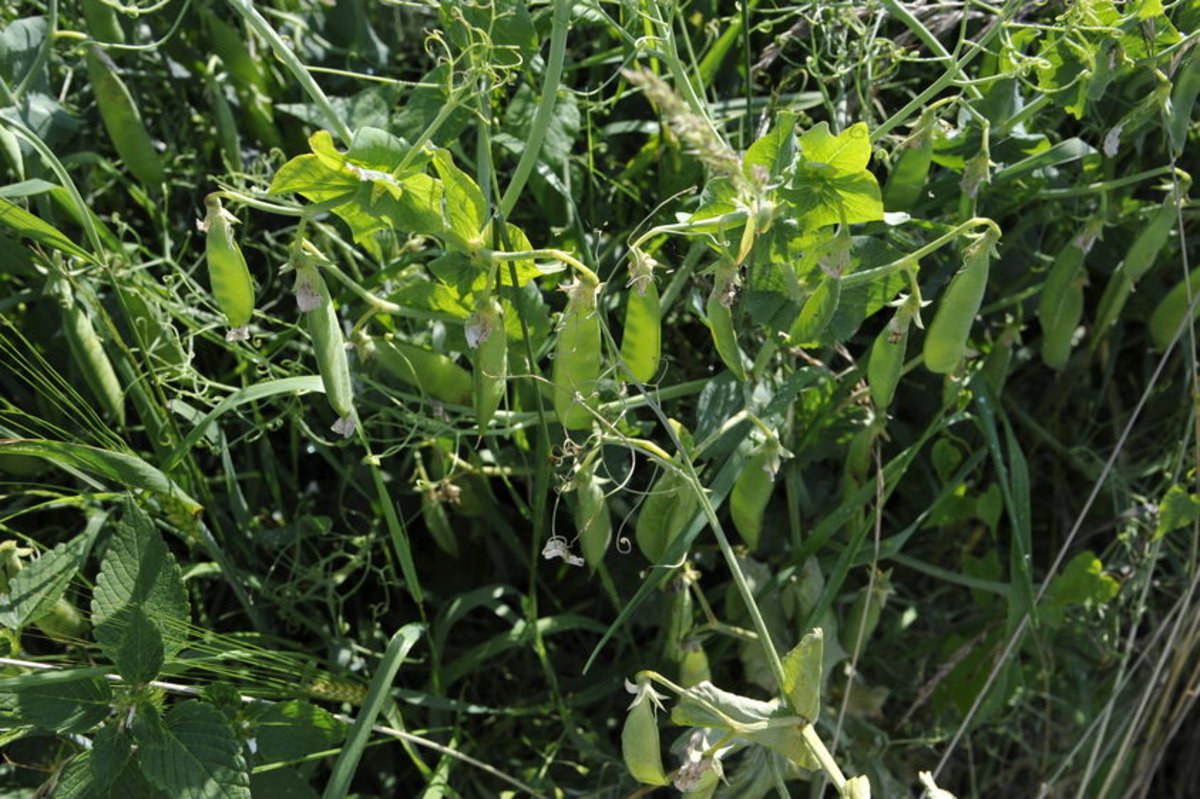 Erbsen - Landwirtschaft verstehen