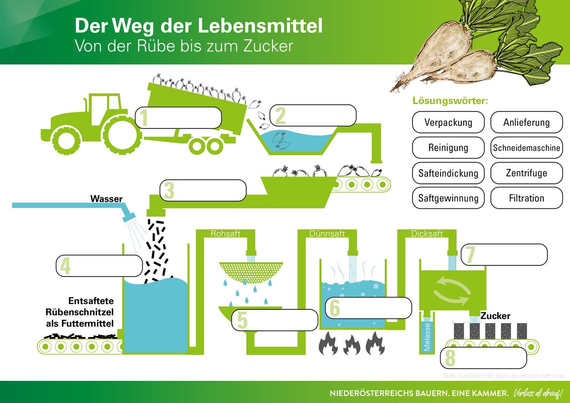 Arbeitsblatt - Von der Zuckerrübe zum Würfelzucker - Landwirtschaft ...