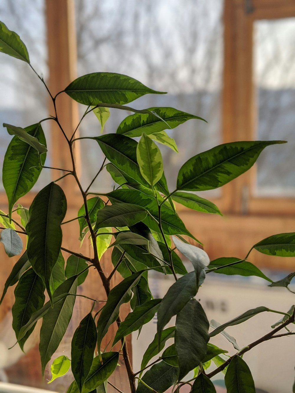 Ficus - Landwirtschaft verstehen
