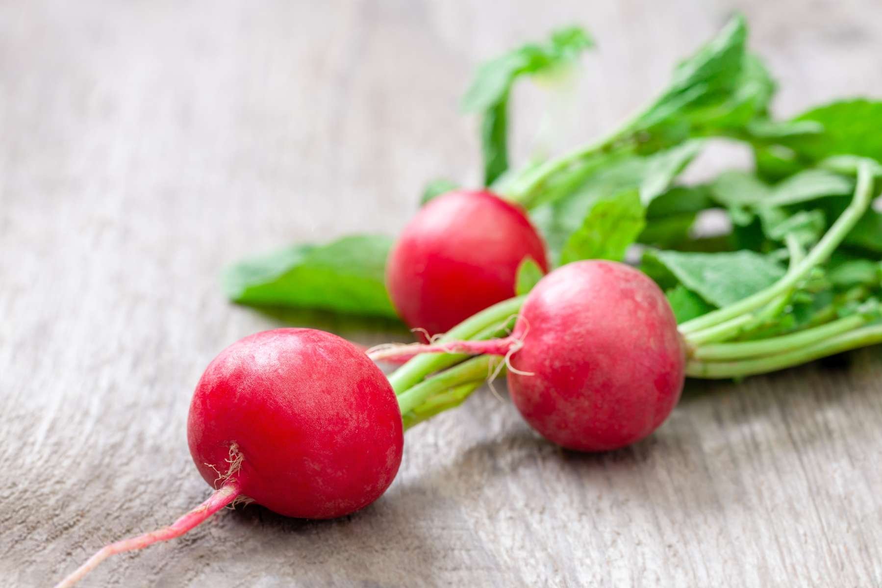 Radieschen - Landwirtschaft verstehen