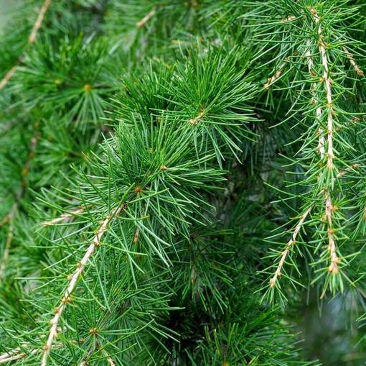 Forst - Landwirtschaft verstehen