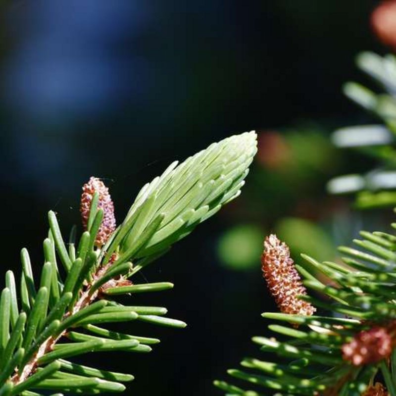 Forst - Landwirtschaft verstehen