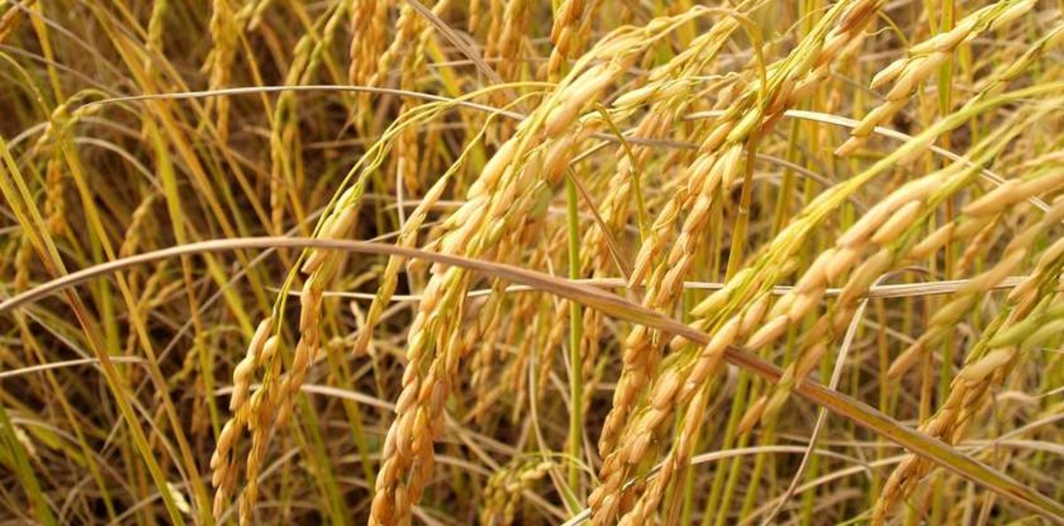 Reis - Landwirtschaft verstehen