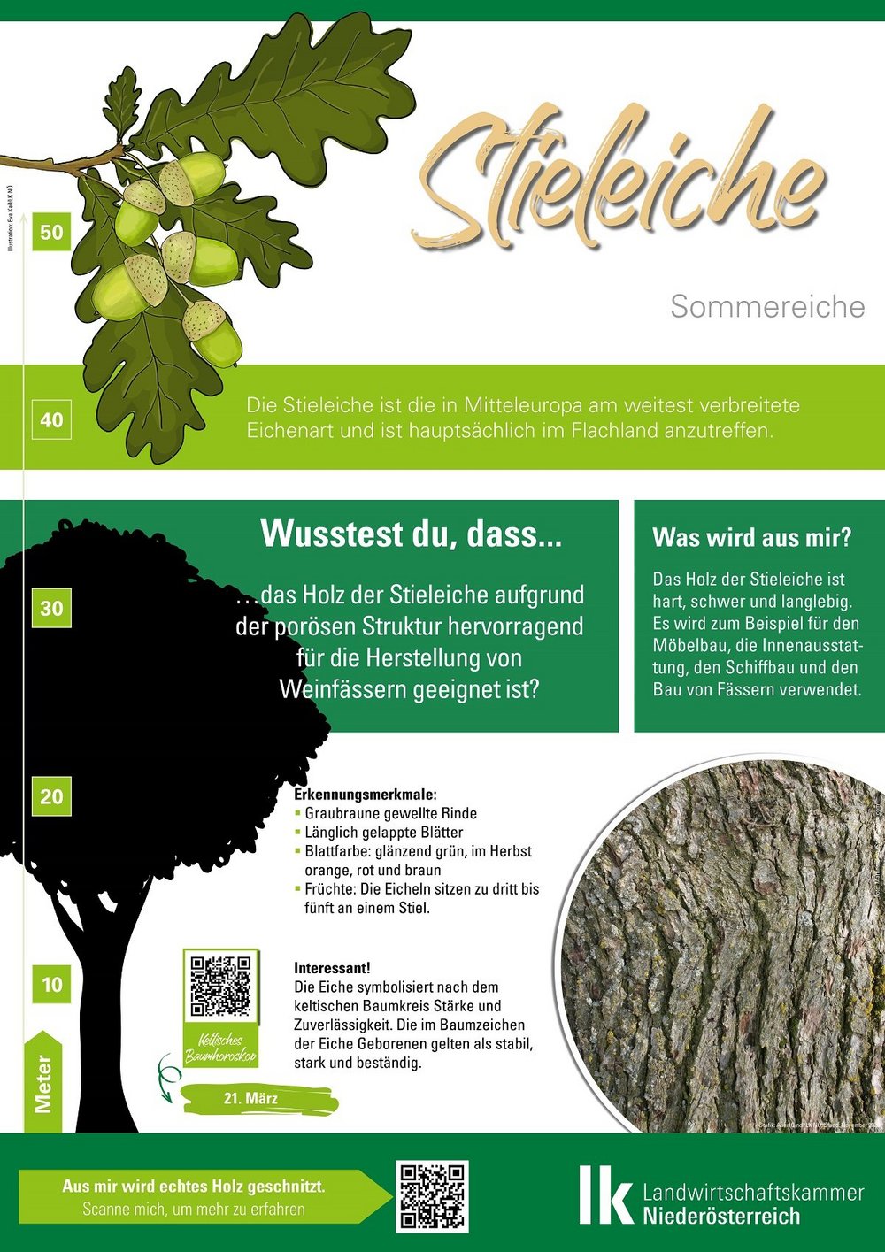 Stieleiche Bauminfo: Forstwirtschaftliches Wissen im Hochformat ...
