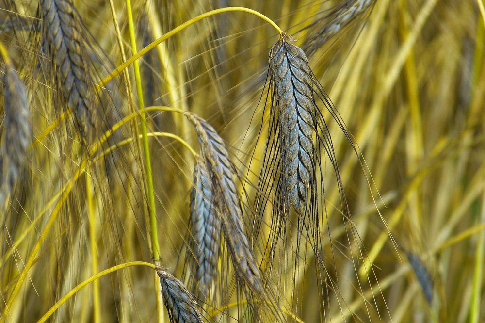 Weg der Lebensmittel - Getreide - Landwirtschaft verstehen