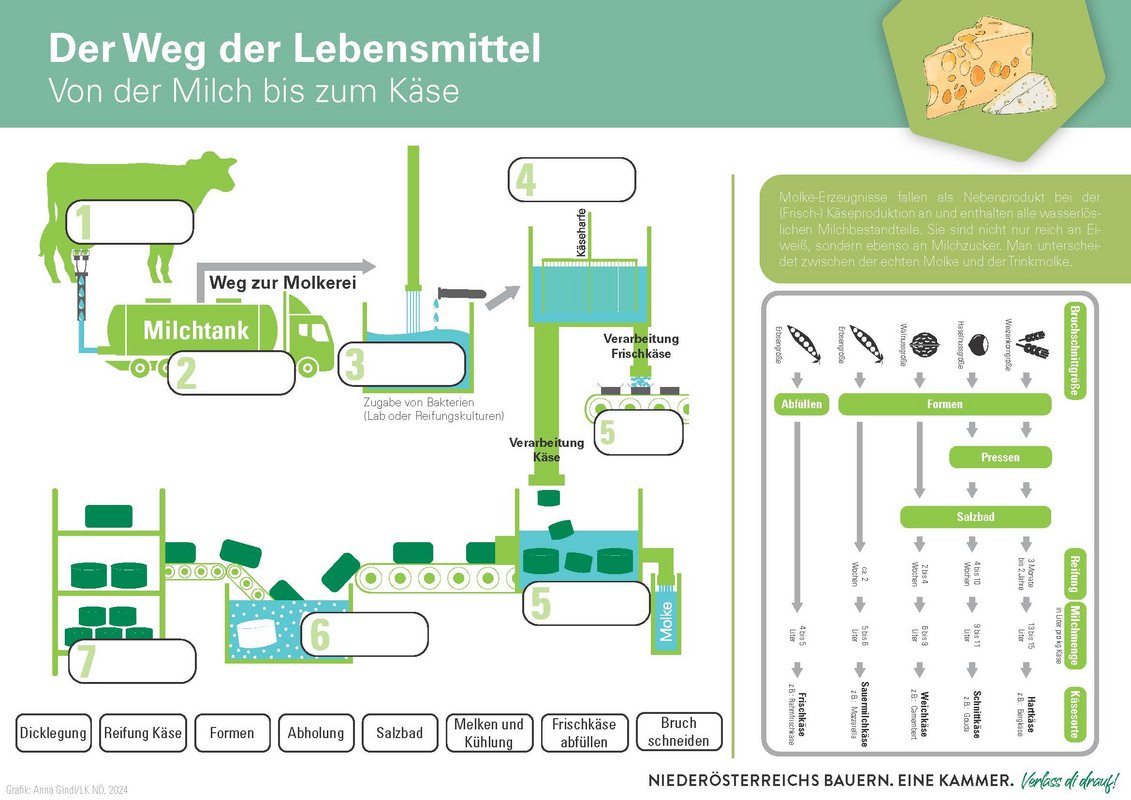 Arbeitsblatt - Von der Milch bis zum Käse - Landwirtschaft verstehen
