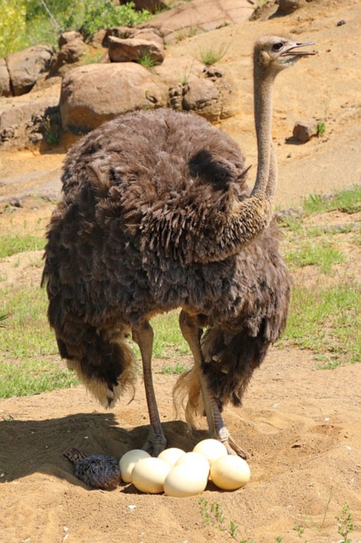 Weg der Lebensmittel - Alles rund um's Ei - Landwirtschaft verstehen