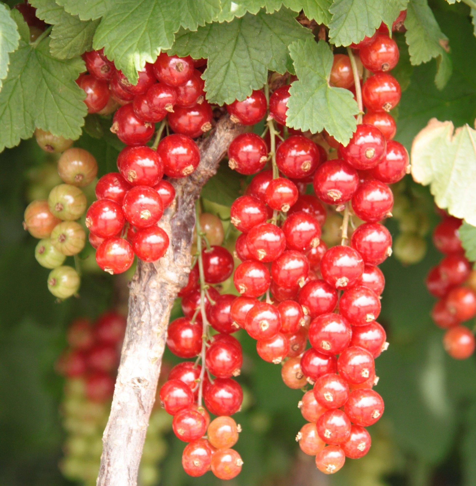 Ribisel Roter Reinhard - Landwirtschaft verstehen