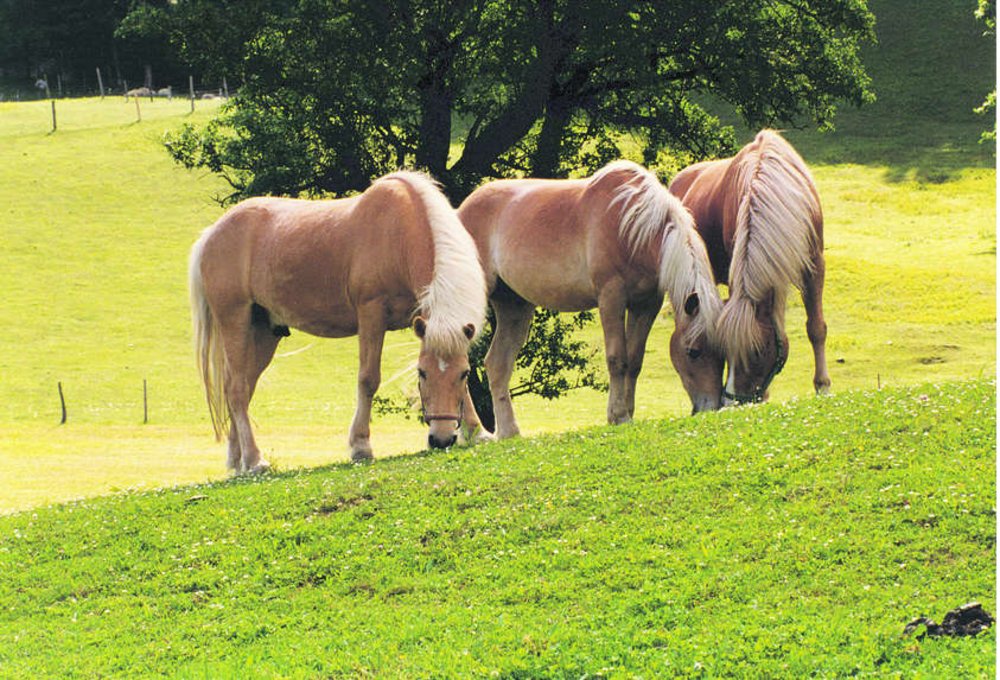 Pferd - Landwirtschaft verstehen