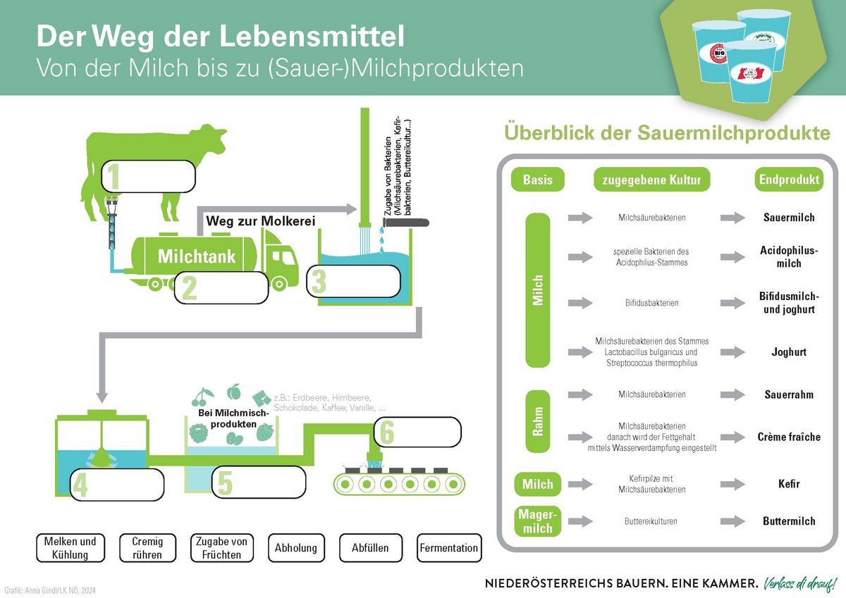 Arbeitsblatt - Von der Milch bis zu (Sauer-)Milchprodukten - Landwirtschaft verstehen