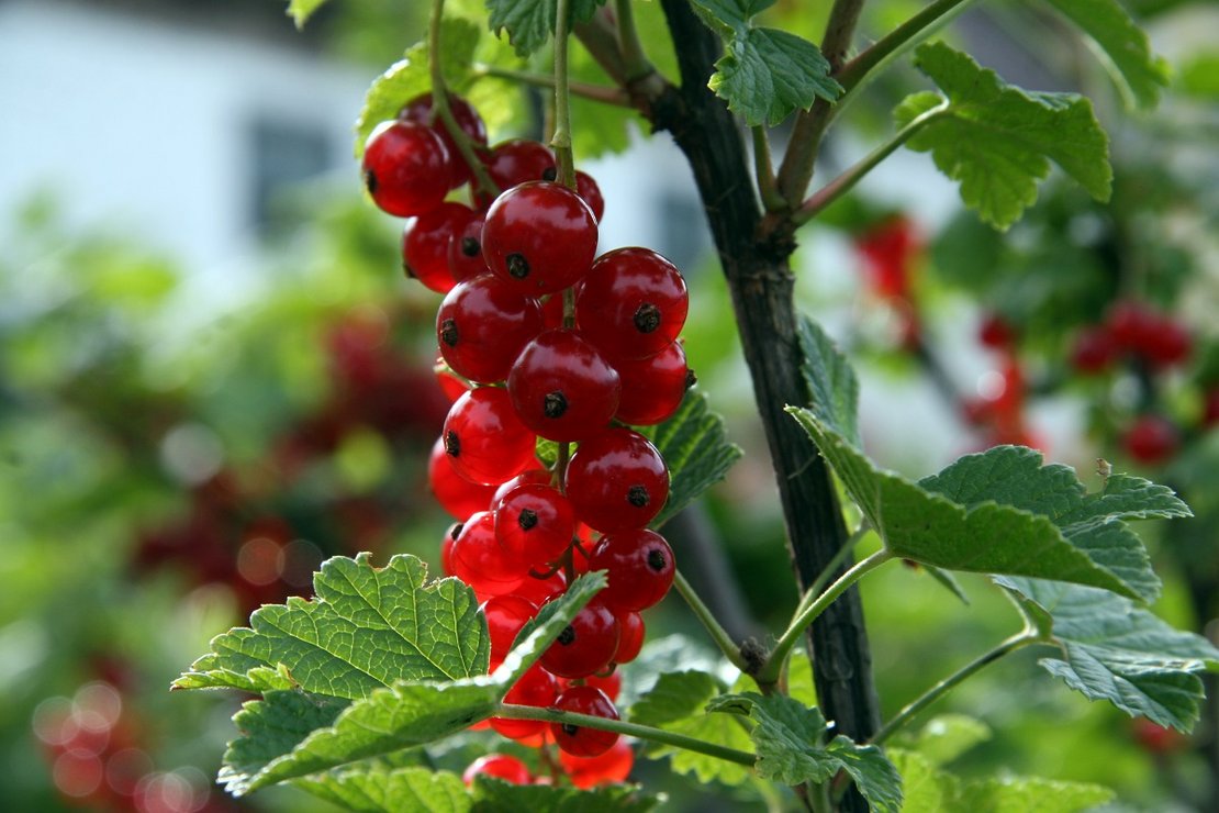 Weg der Lebensmittel - Beerenobst - Landwirtschaft verstehen