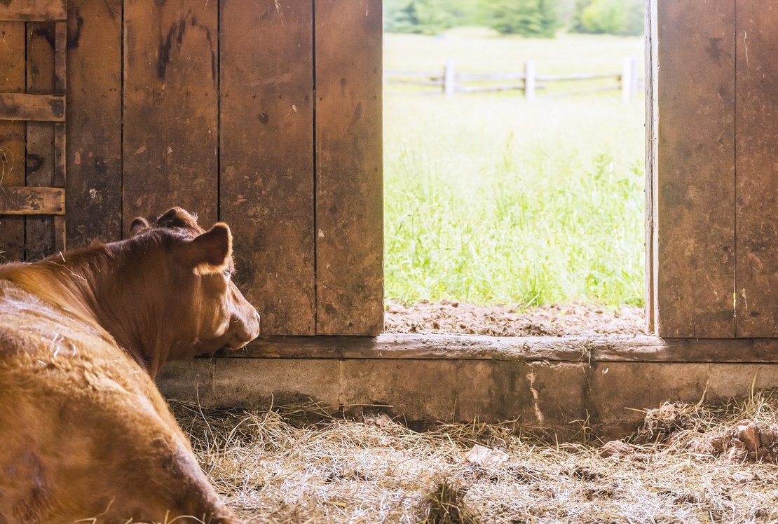 Rinderhaltung - Weg der Lebensmittel - Landwirtschaft verstehen