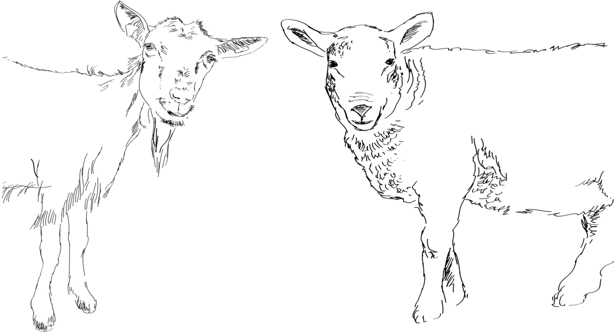 Pest der kleinen Wiederkäuer - Landwirtschaft verstehen