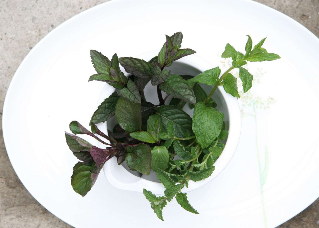 Minze - Landwirtschaft verstehen