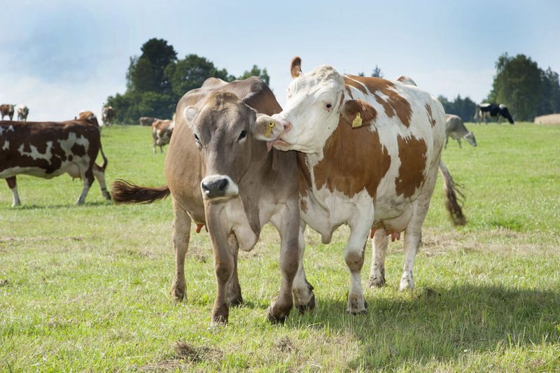 Rind - Landwirtschaft verstehen