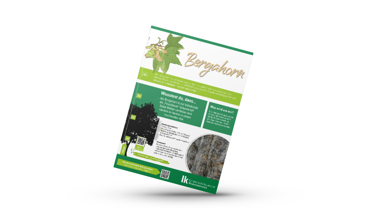 Bergahorn Bauminfo: Forstwirtschaftliches Wissen im Hochformat ...
