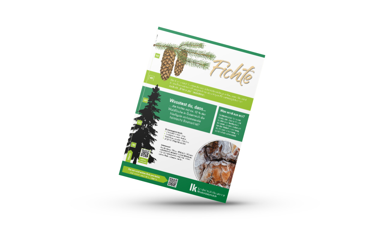 Fichte Bauminfo: Forstwirtschaftliches Wissen im Hochformat ...