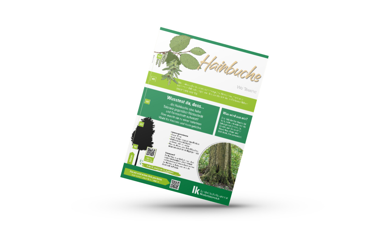 Hainbuche Bauminfo: Forstwirtschaftliches Wissen im Hochformat ...