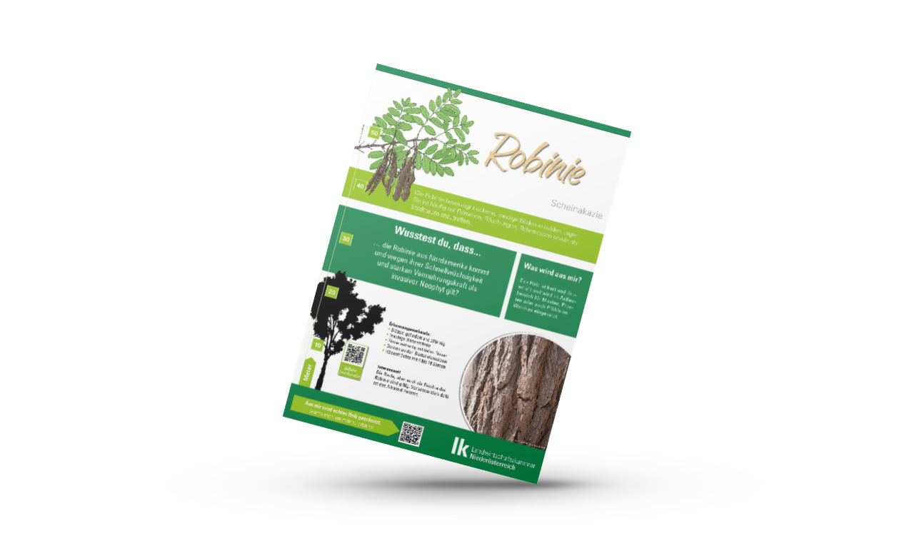 Robinie Bauminfo: Forstwirtschaftliches Wissen im Hochformat ...