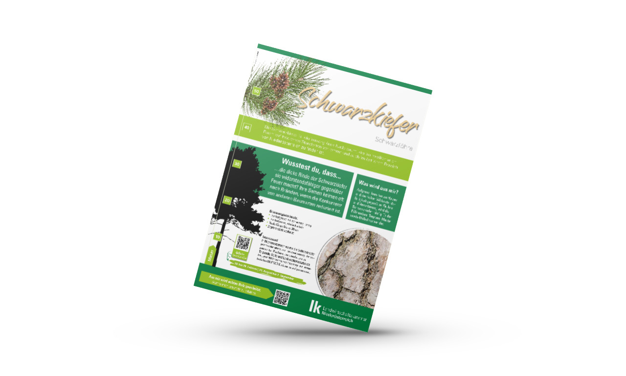 Schwarzkiefer Bauminfo: Forstwirtschaftliches Wissen im Hochformat ...