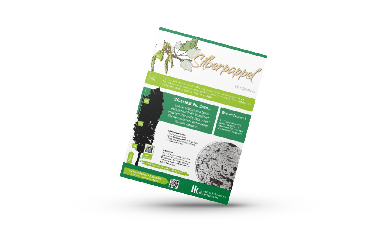 Silberpappel Bauminfo: Forstwirtschaftliches Wissen im Hochformat ...