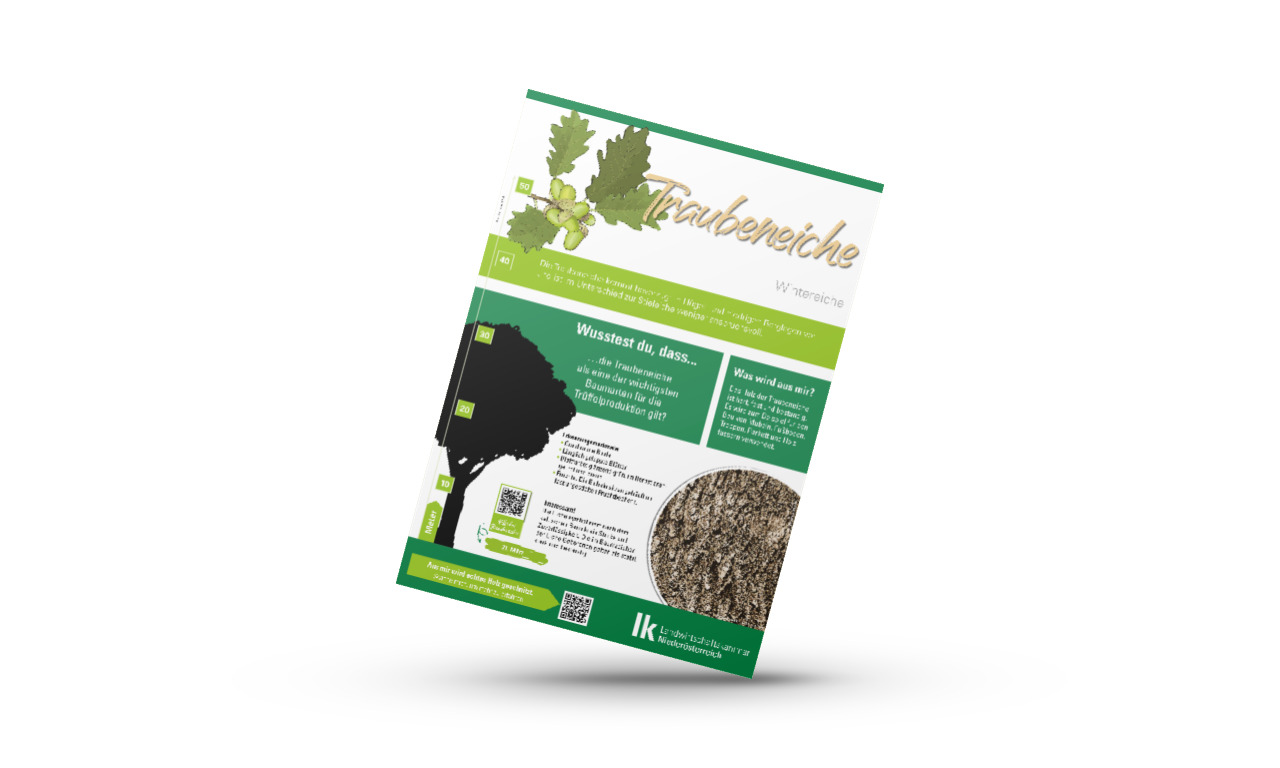 Traubeneiche Bauminfo: Forstwirtschaftliches Wissen im Hochformat ...