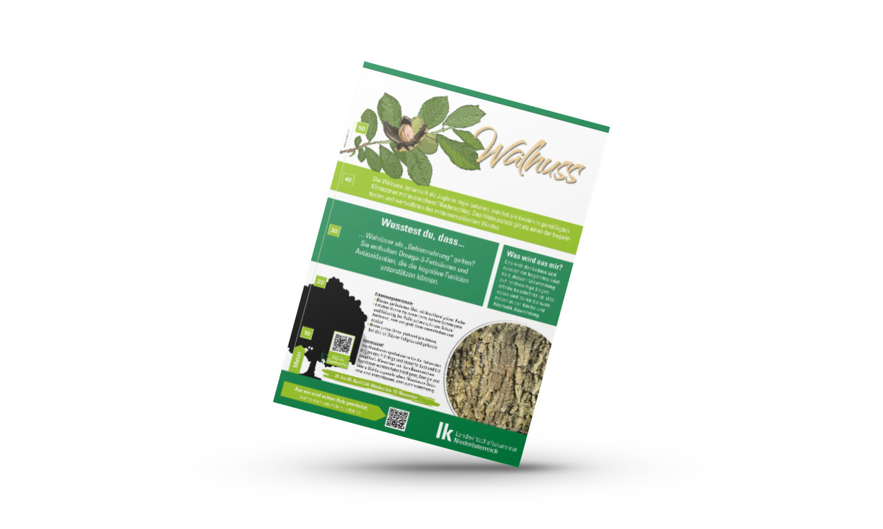 Walnuss Bauminfo: Forstwirtschaftliches Wissen im Hochformat ...