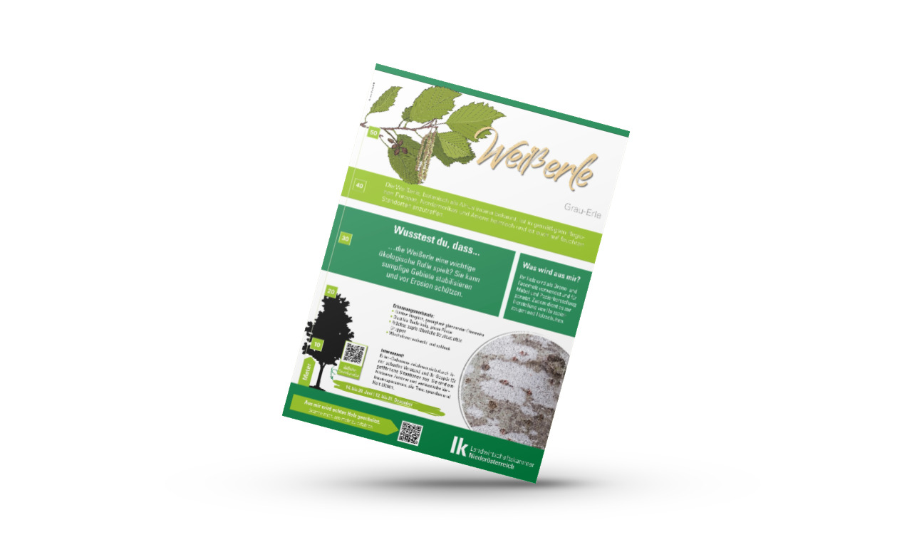 Weißerle Bauminfo: Forstwirtschaftliches Wissen im Hochformat ...