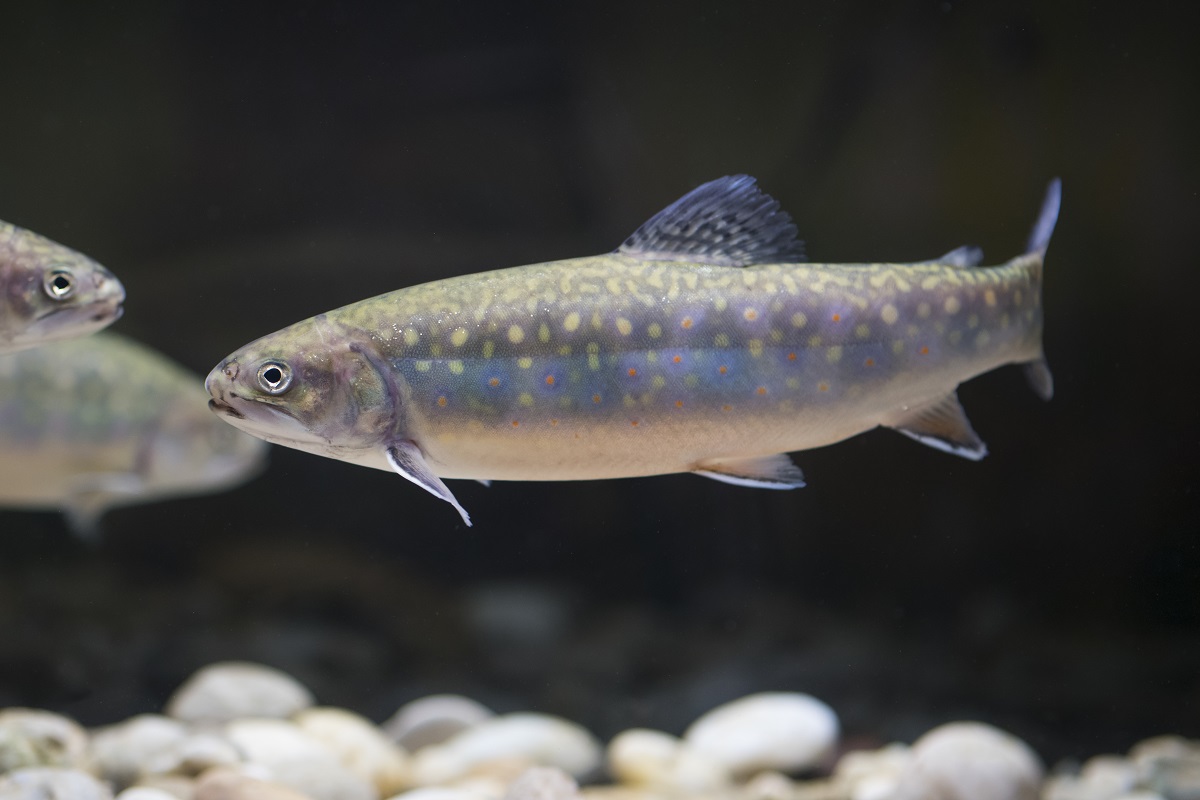 Fischarten - Weg der Lebensmittel - Landwirtschaft verstehen