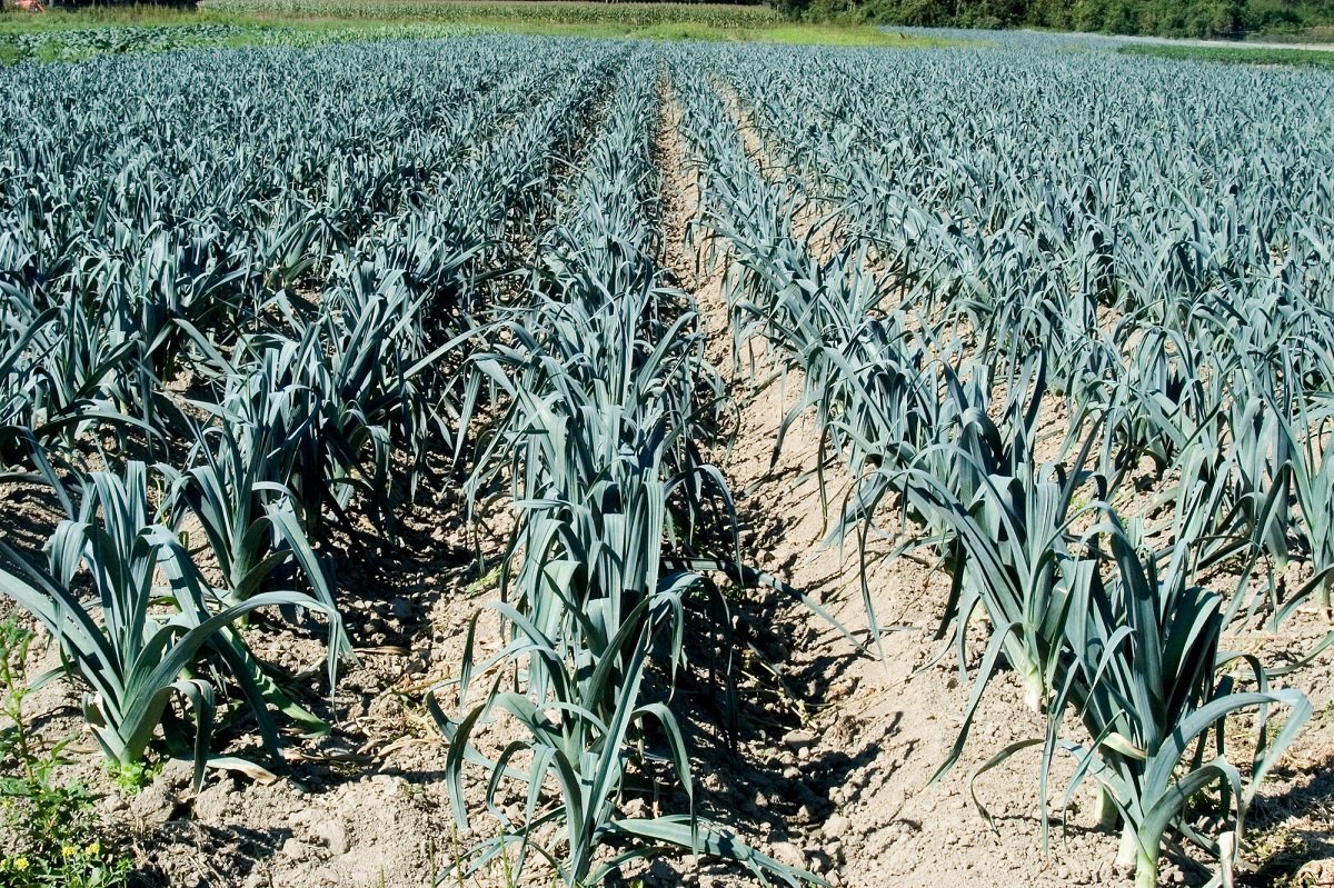 Weg der Lebensmittel - Blatt- und Stielgemüse - Gemüseproduktion ...