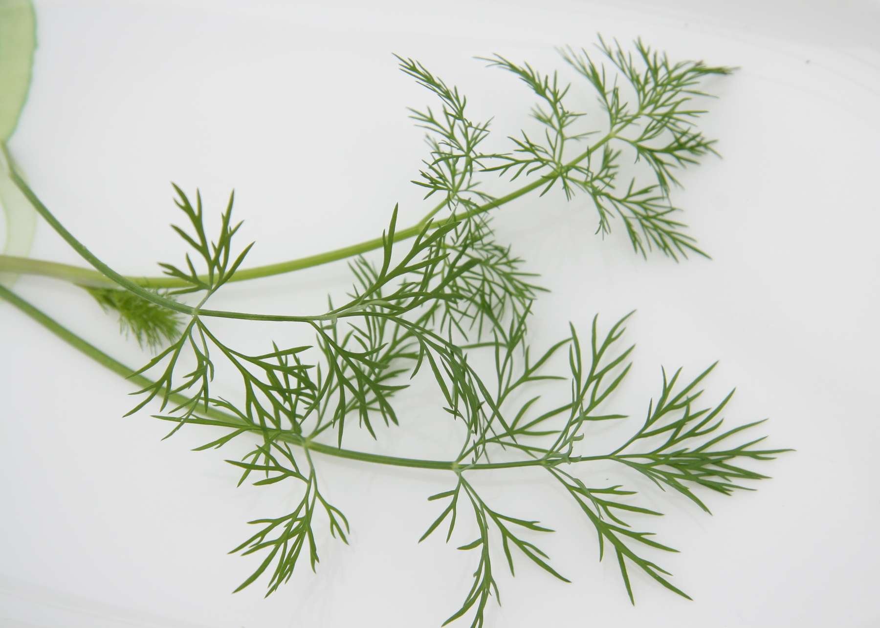 Dille - Landwirtschaft verstehen