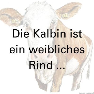 Stier-Kuh-Kalb - Landwirtschaft verstehen
