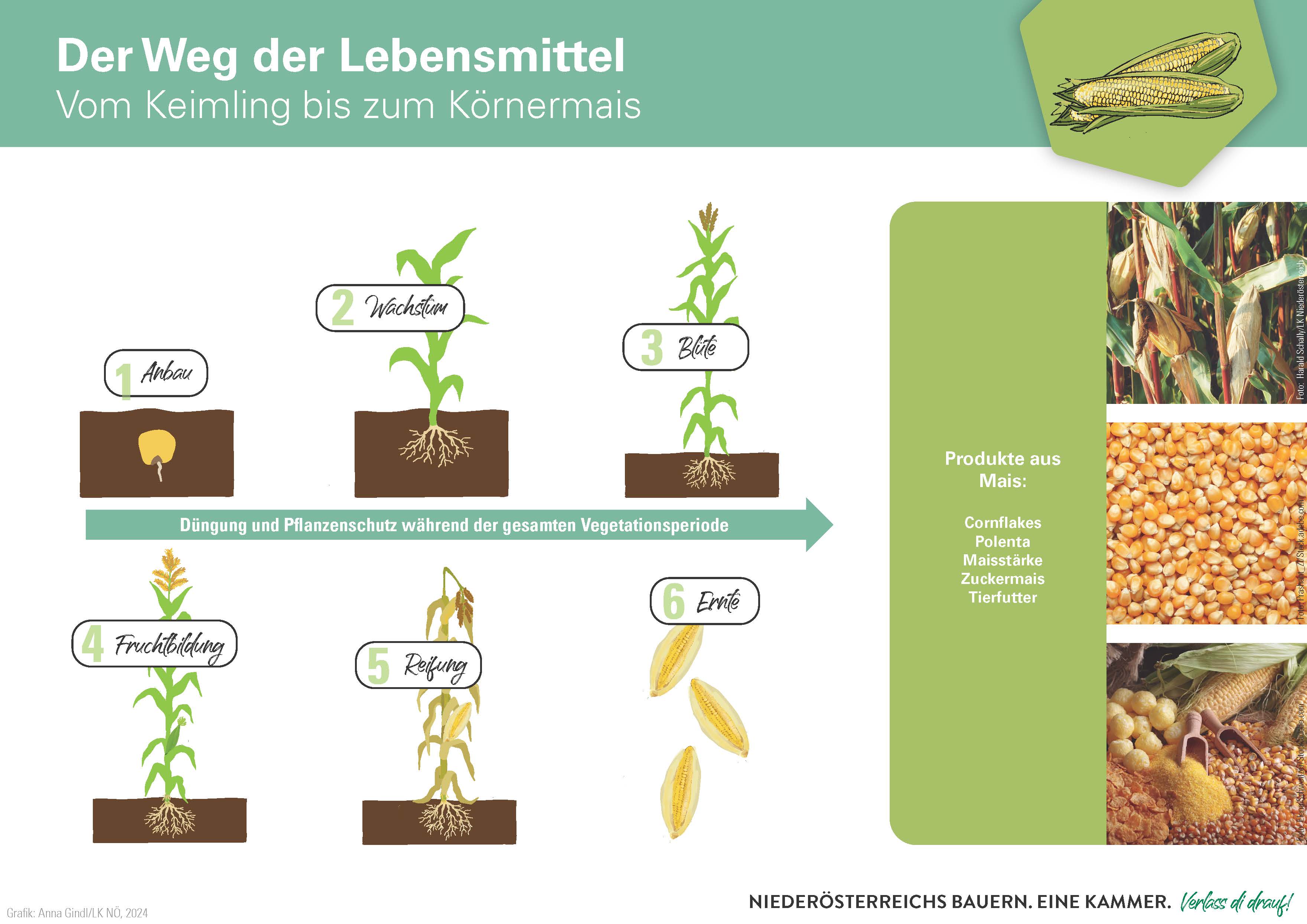 Mais Botanisch 3 Buchstaben