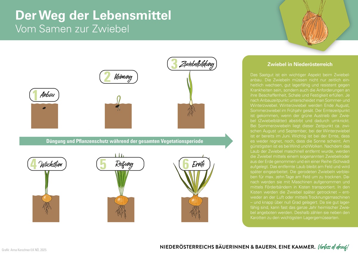 Weg der Zwiebel - Landwirtschaft verstehen